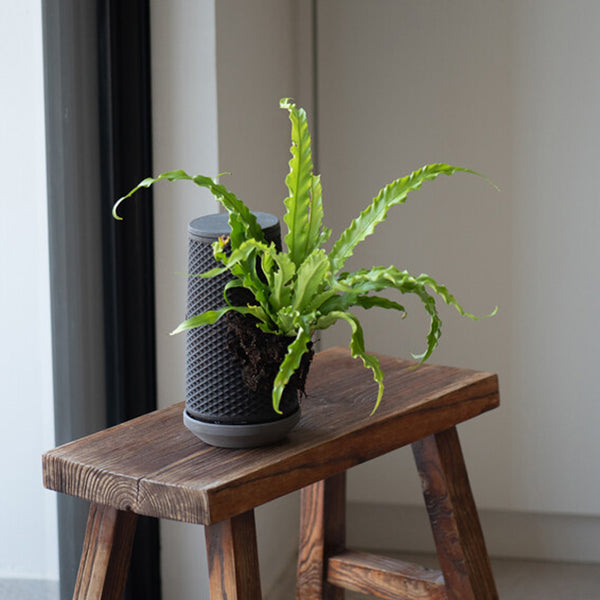 【tevaplanter（テバプランター）】正規販売店｜水だけで育てる観葉植物プランター 鉢植え- Kibidango Store