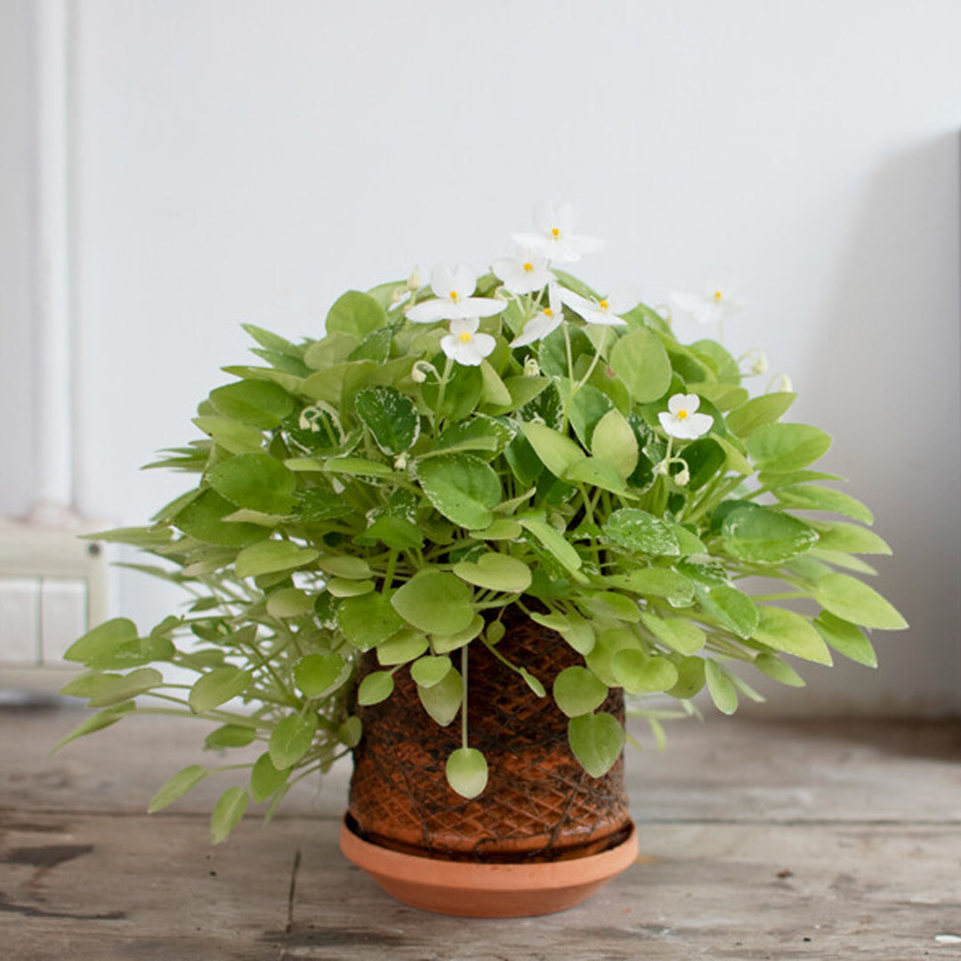 【tevaplanter（テバプランター）】水だけで育てる観葉植物プランター