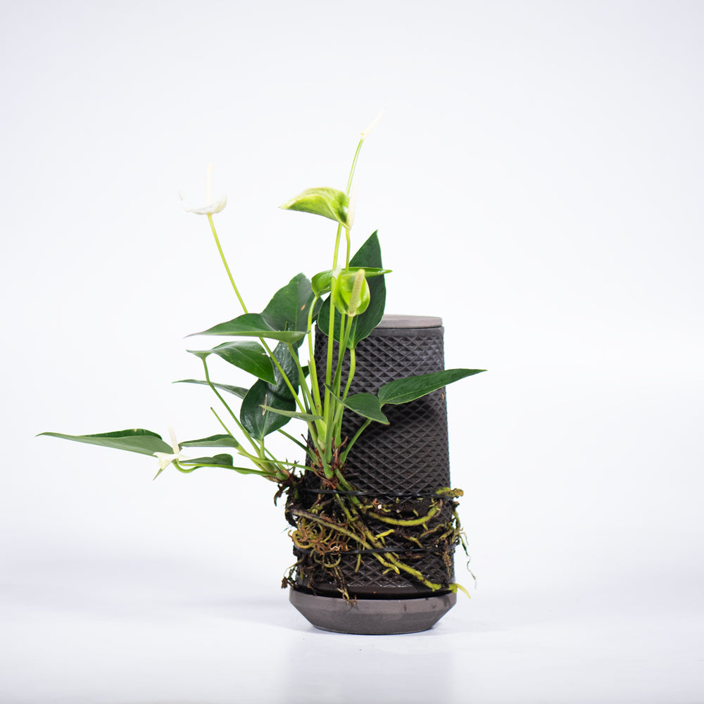 【tevaplanter（テバプランター）】正規販売店｜水だけで育てる観葉植物プランター 鉢植え- Kibidango Store