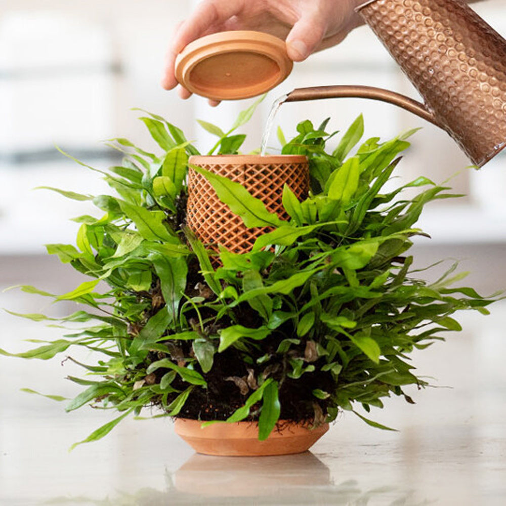 【tevaplanter（テバプランター）】正規販売店｜水だけで育てる観葉植物プランター 鉢植え- Kibidango Store